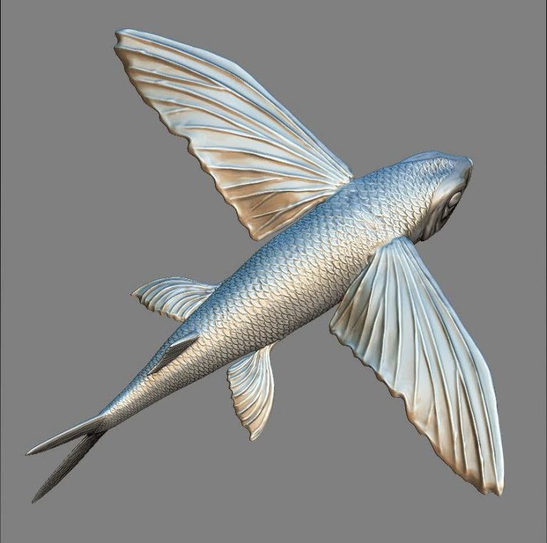 Flying fish – Môn3d 3d modelling and product creation